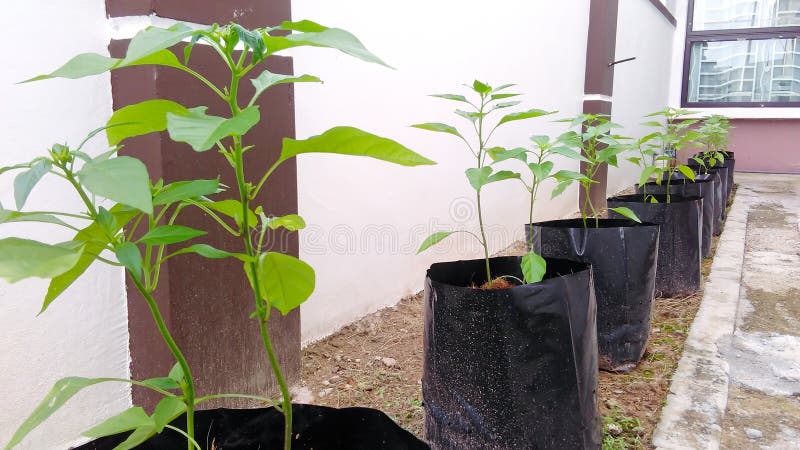 Small chilli tree stock photo. Image of life, nature - 124126294