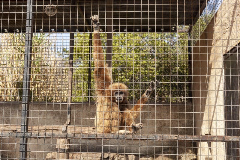 Chimpanzee in the cage stock image. Image of jail, away - 32082975