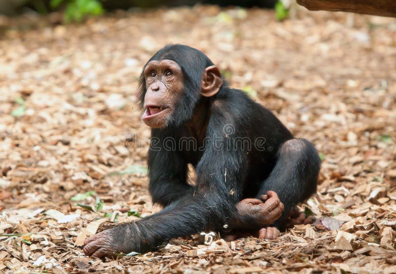 Small chimpanzee stock photo. Image of animal, cute, africa - 44226058