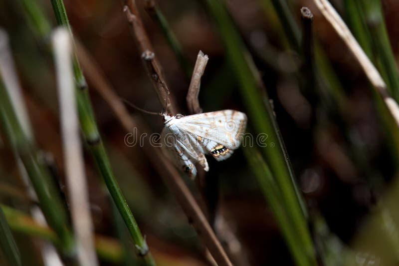 Small China Mark Moth Stock Photos - Free & Royalty-Free Stock Photos ...