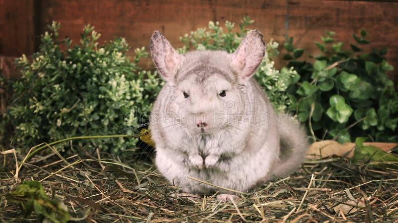 Small Chinchilla Sitting on Straw Stock Footage - Video of farm ...