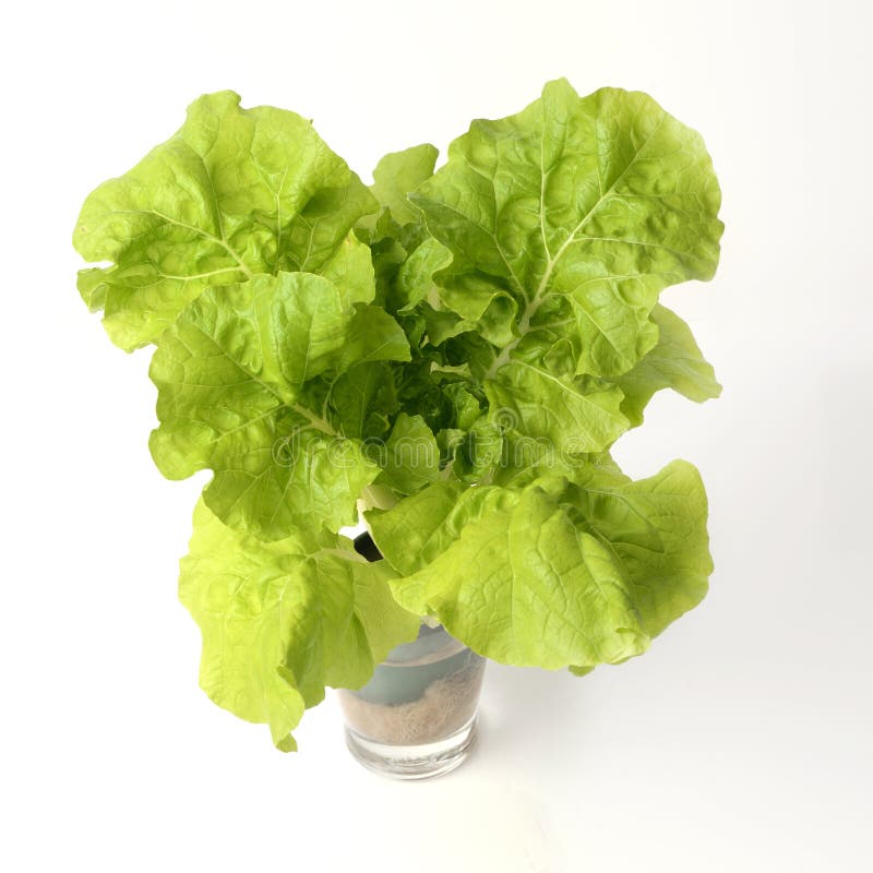 Small Chinese Cabbage stock image. Image of hydroponic - 36962185
