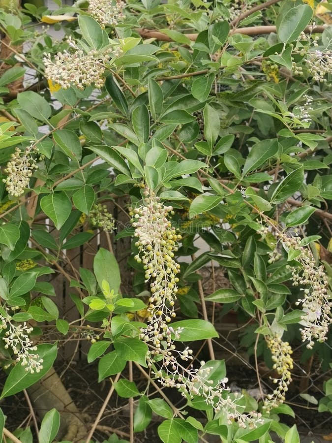 The Small Chinese Chaste Growing Tree. Stock Photo - Image of beautiful ...