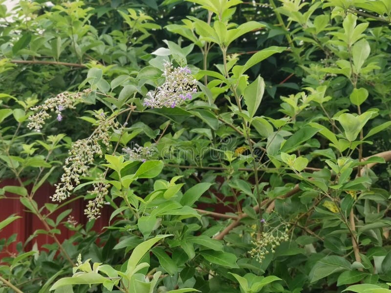 The Small Chinese Chaste Growing Tree. Stock Image - Image of blue ...