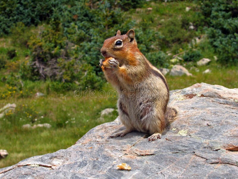 Small Chipmunk stock photo. Image of rodent, striped, rock - 689448