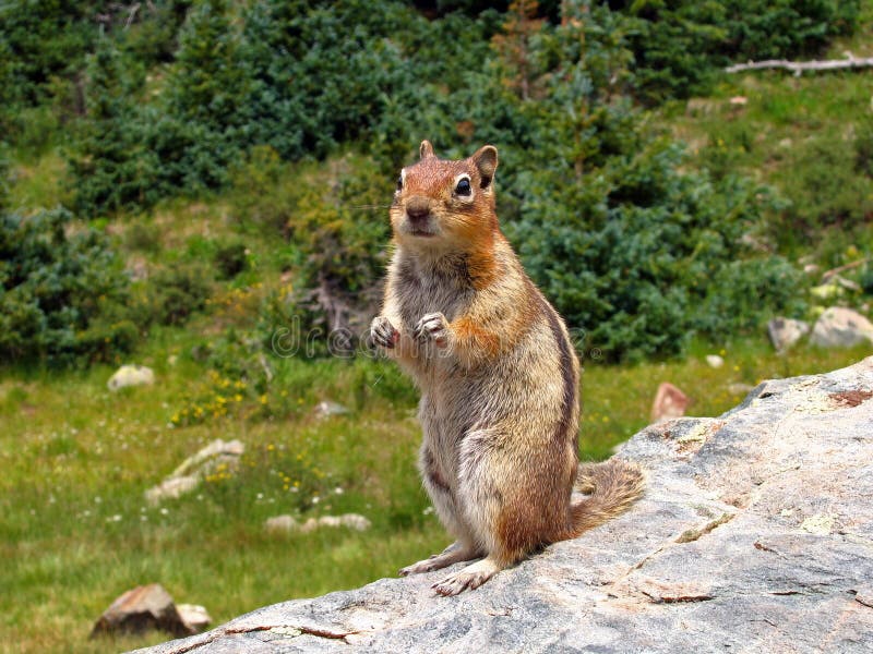 Small Chipmunk stock image. Image of animal, wild, striped - 689505