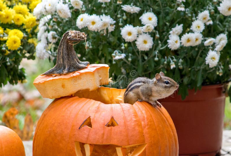 Chipmunk Enjoys the View from the Top of His Pumpkin Home Stock Image ...