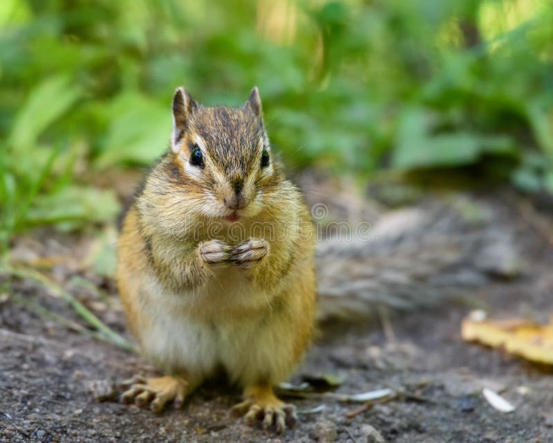 Chipmunk Sitting on the Path, Close-up Stock Photo - Image of furry ...