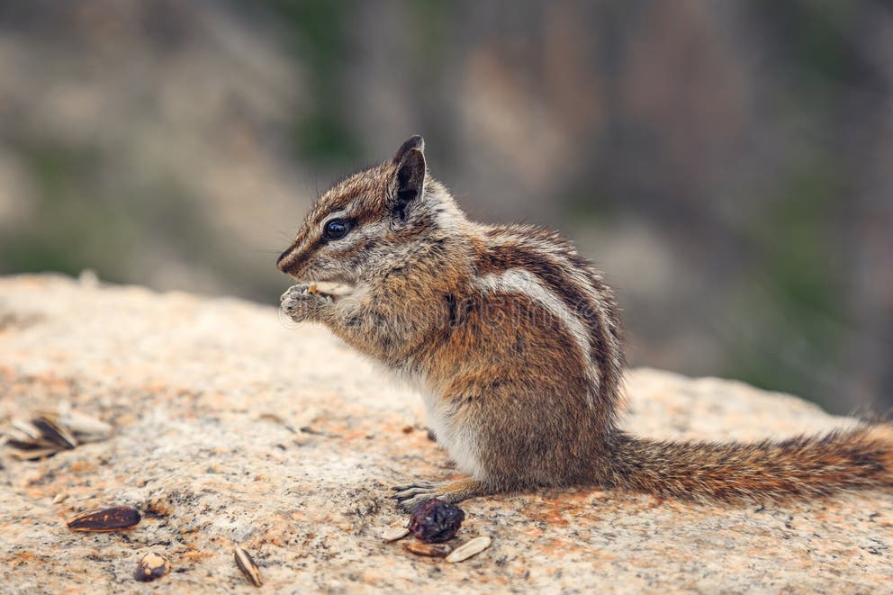 Small Chipmunk at the Top of the World on the Mountains of the ...