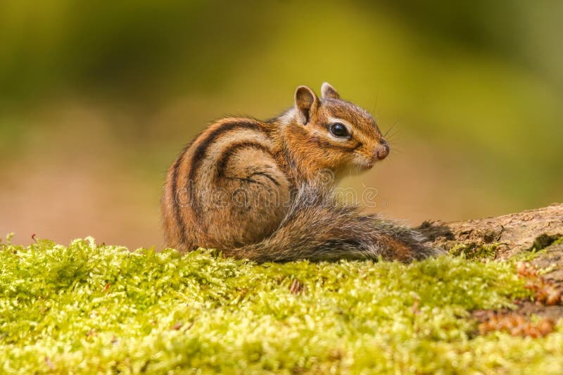 A Small Chipmunt Sits on Top of Green Moss Stock Image - Image of ...