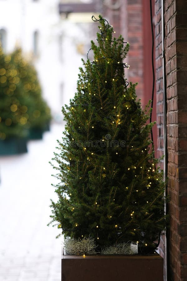 Small Christmas Tree Close Up Stock Image - Image of bubble, board ...