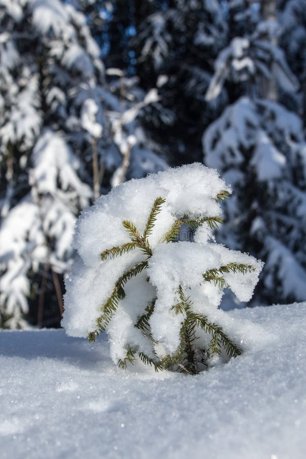 A Small Christmas Tree Under the Snow Stock Image - Image of ...