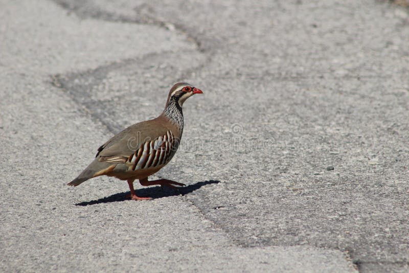 Small Chukar (Alectoris Chukar) Walking on the Asphalt Surface on a ...
