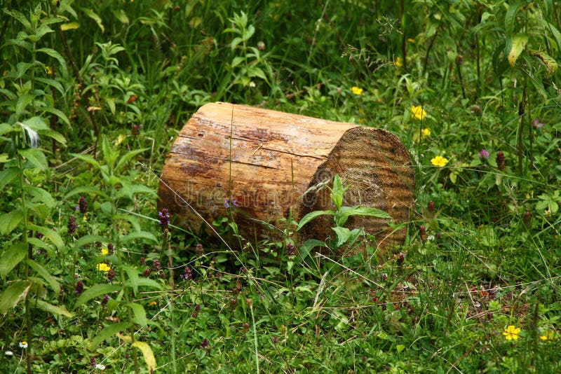 Small chump on a meadow stock image. Image of tree, chump - 32398205