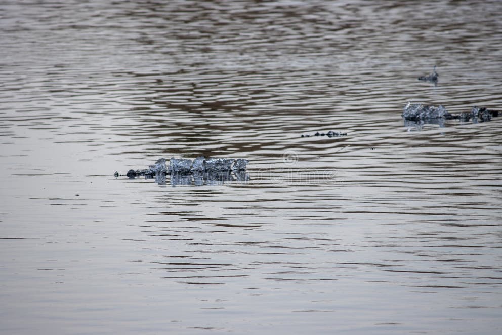 Small Chunks of Ice in the Water Stock Photo - Image of wave, river ...