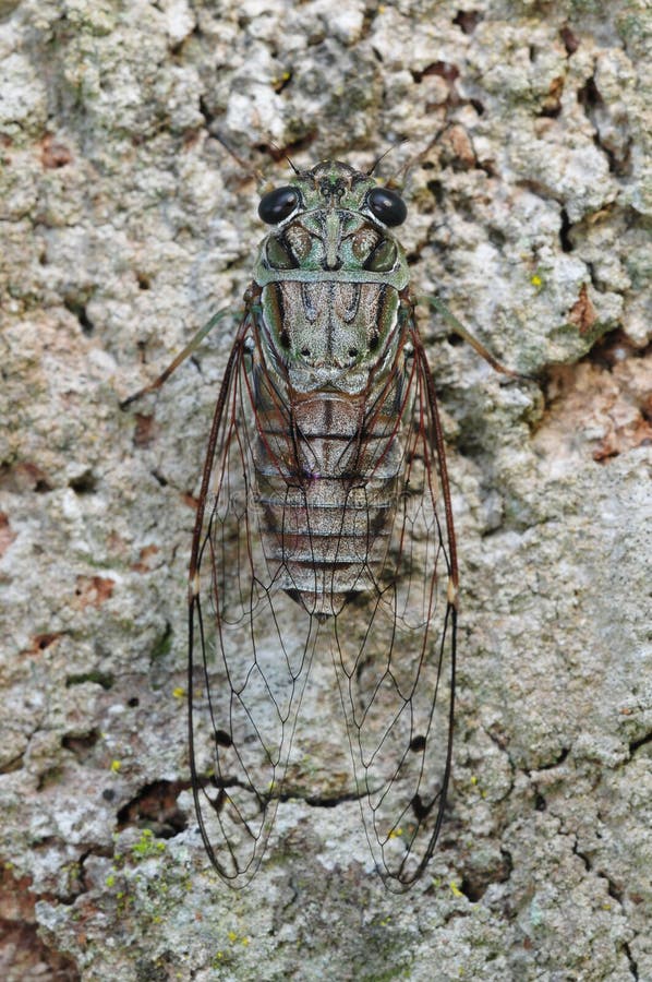 Small cicada stock image. Image of wing, creature, gardens - 14916073