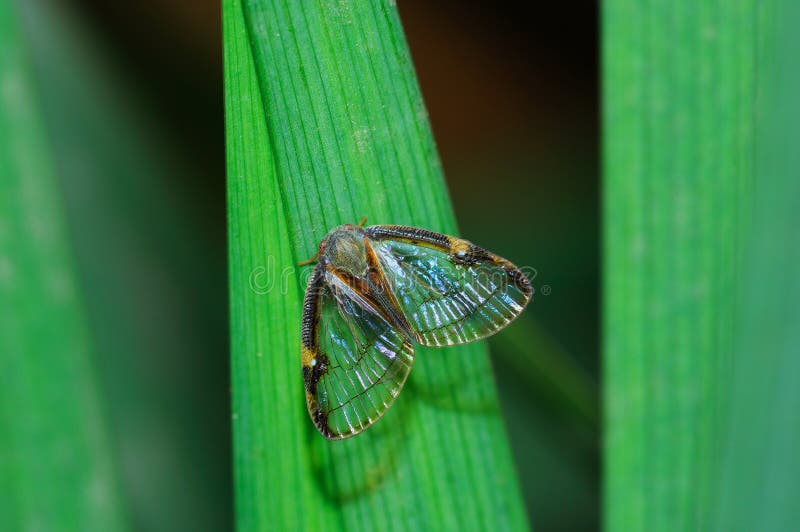 Small Cicada Picture. Image: 4957050