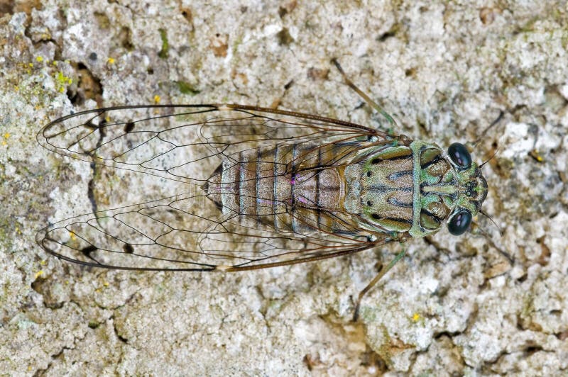 Small cicada beetle stock image. Image of cicada, specimen - 15138613