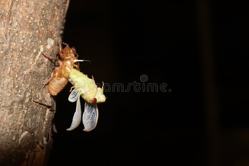 Small Cicada Gets Out of Its Molt at Night Stock Photo - Image of ...