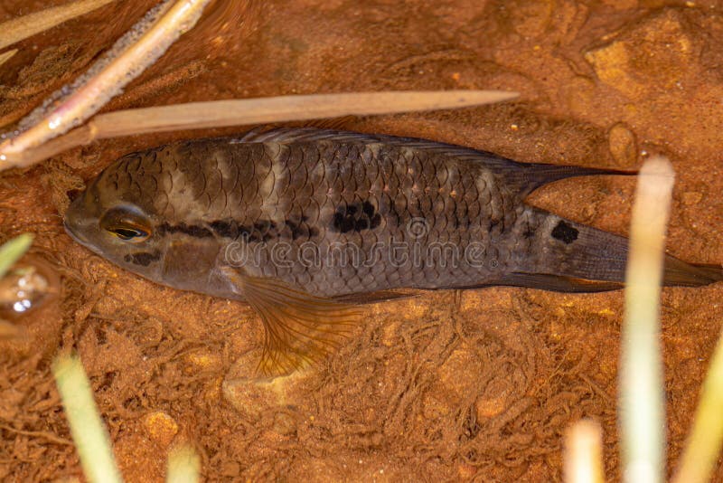 Small Cichlid fish stock image. Image of cichlid, animal - 238166095