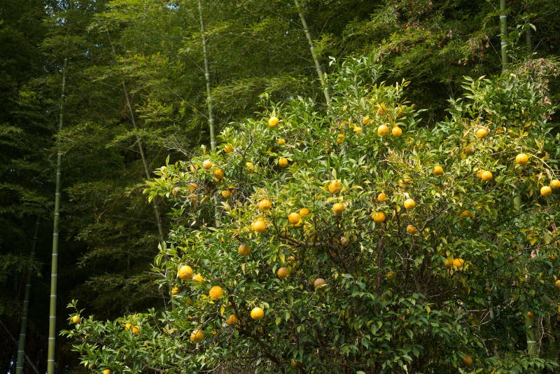 Small citrus fruit Yuzu stock image. Image of branch - 210052233