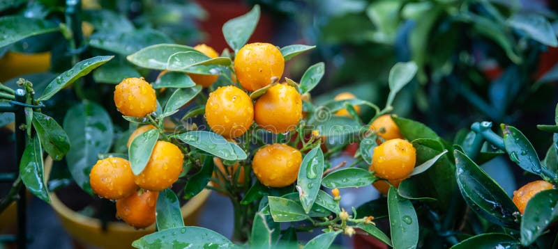 Small Citrus Fruits on a Decorative Tree in a Pot Stock Image - Image ...