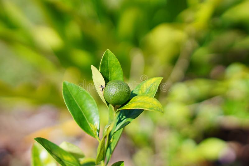 Small citrus limon stock photo. Image of leaf, lemon - 194594326
