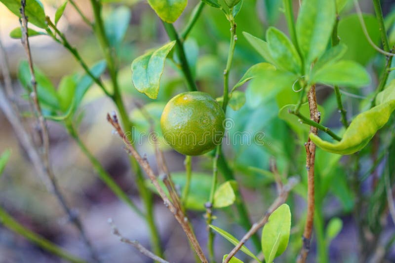 Small citrus limon stock photo. Image of leaves, closeup - 194662972