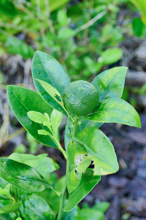 Small citrus limon stock image. Image of leaves, flora - 195279523