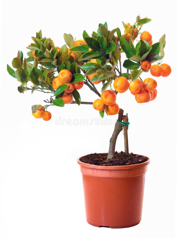 Small Potted Citrus Tree Plant, Isolated on White Stock Image - Image ...