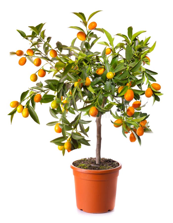 Small Potted Citrus Tree Plant, Isolated on White Stock Image - Image ...