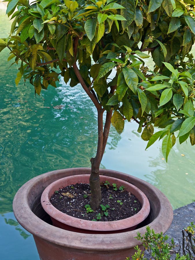 Small Citrus Tree in Pots stock image. Image of lemon - 91970253