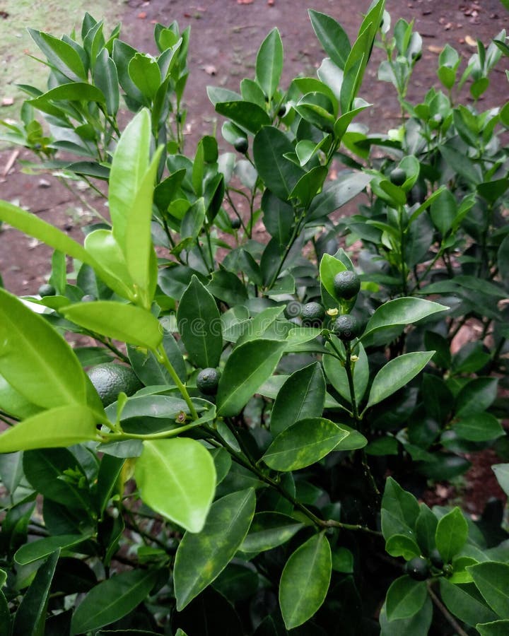 A Small Citrus Tree with a Strong Level of Acidity Stock Image - Image ...