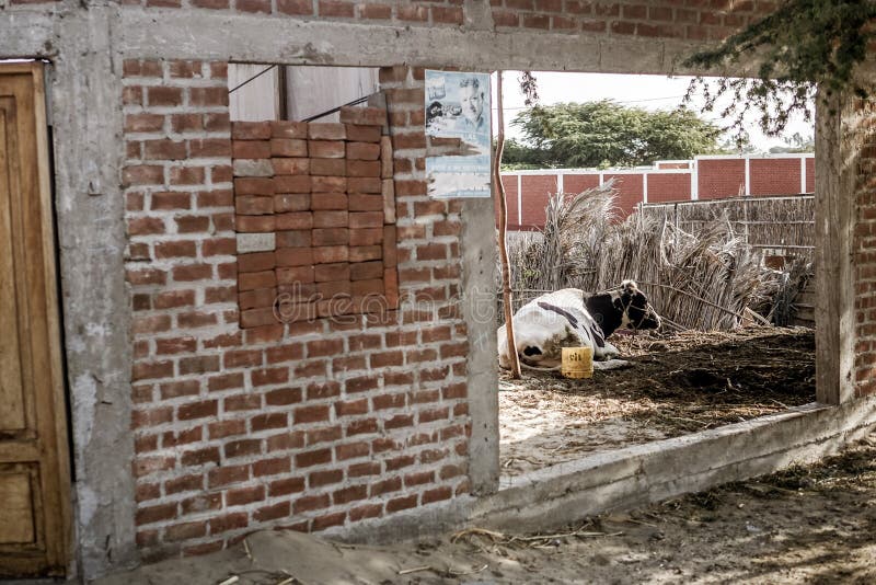 Colan, Peru stock image. Image of field, colan, family - 168067079