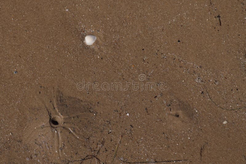 Small Shell and Ghost Shrimp Burrow at the Beach Stock Photo - Image of ...