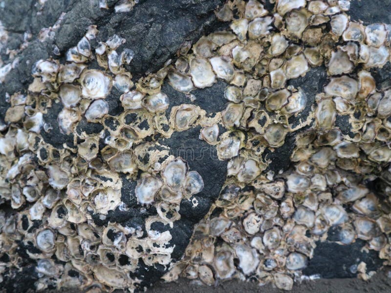 Close-up of Seashell Texture Attached To Black Roc Stock Image - Image ...