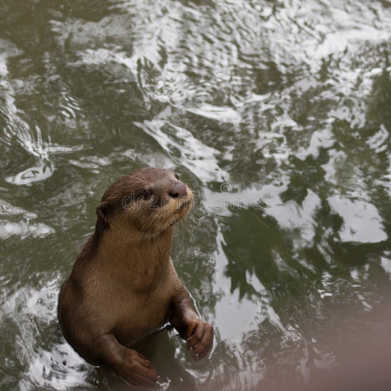 SMALL-CLAW OTTER stock photo. Image of cute, clawed, mammals - 78130244