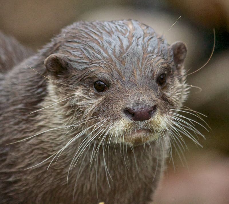 Small-clawed Otter Portrait Stock Image - Image of smallclawed, mammal ...