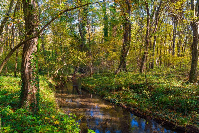 A Small Clean River with Clear Fresh Water in the Jungle Stock Image ...