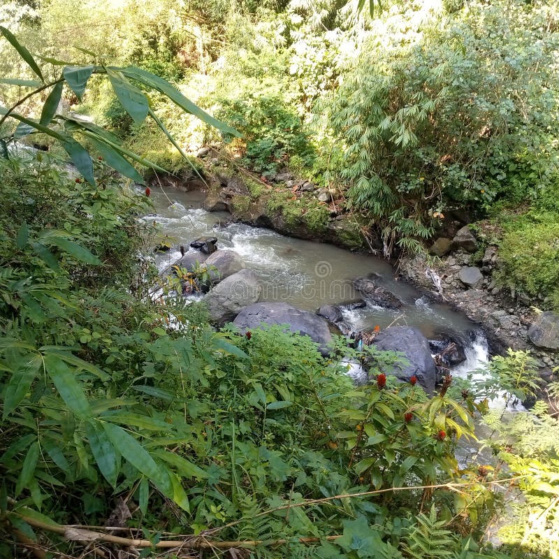 A Small Clear River is in a Forest Stock Photo - Image of forest, river ...