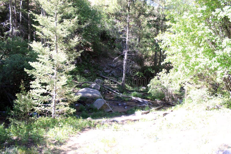 A Small Clearing in the Forest Stock Photo - Image of plants, pines ...