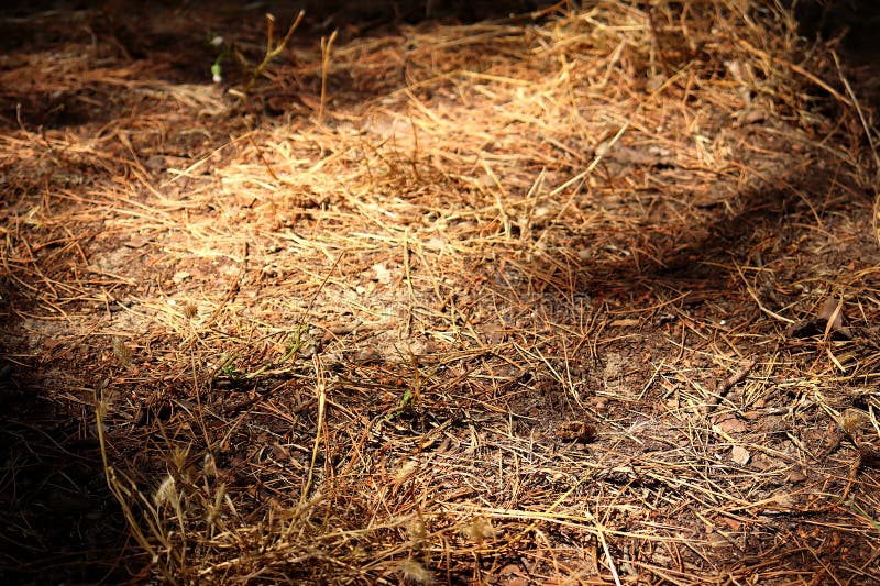 Small Clearing on the Ground Covered with Dry Pine Needles Stock Image ...