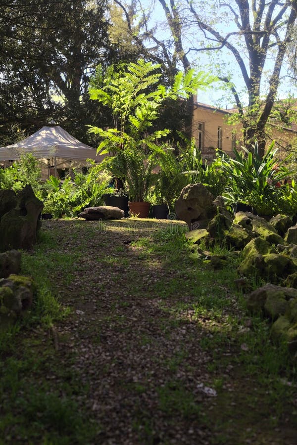 Small clearing in a park stock image. Image of foliage - 373011043