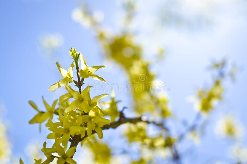 Small Yellow Flower Buds of the Trees Stock Photo - Image of outdoors ...