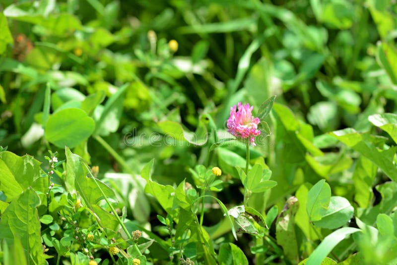 Small Clover Flower on a Summer Meadow Stock Photo - Image of green ...