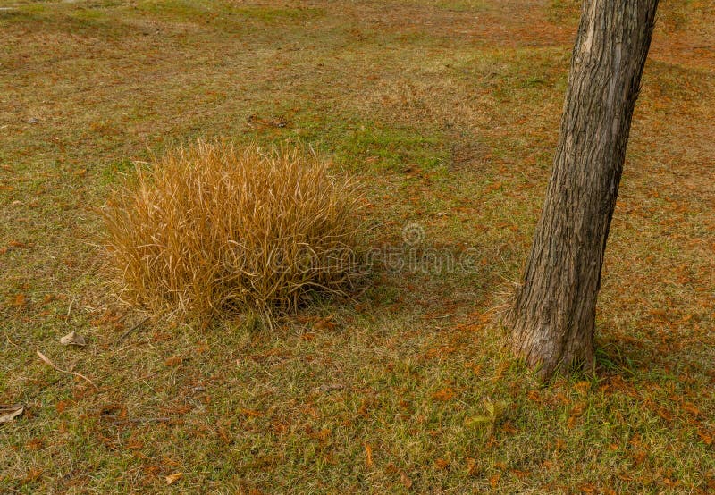 Clump of grass stock photo. Image of garden, growth, flora - 18831740