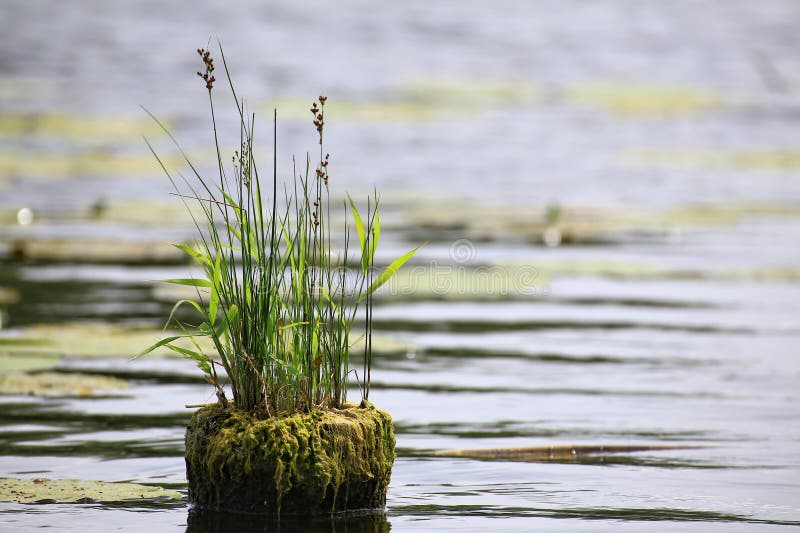 Small Clump of Grass and Moss Growing on Weathered Log in the Water ...