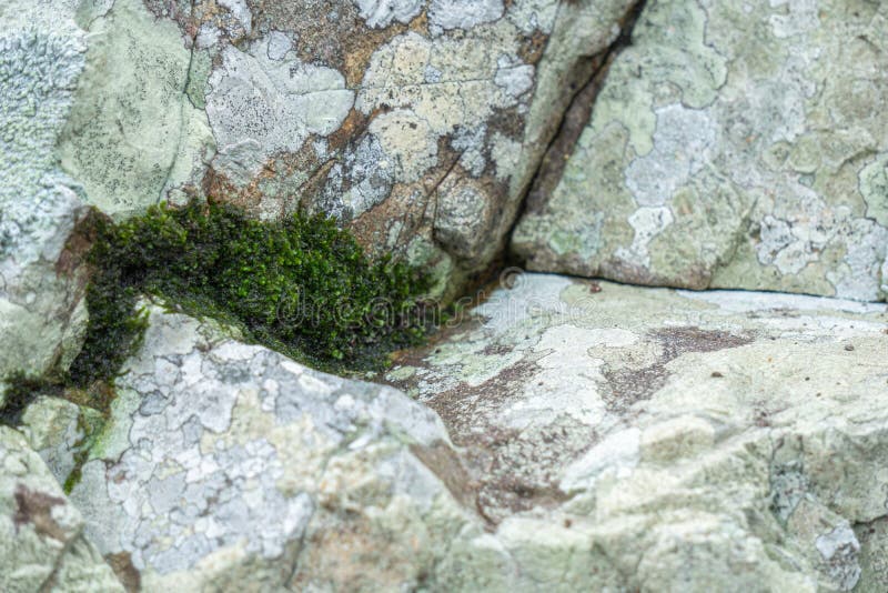 A Small Clump of Moss Growing on the Slit of Rock with Mold Stock Photo ...