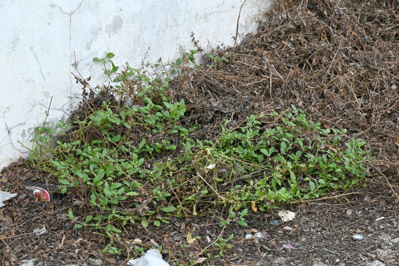 A Small Clump of Overgrown Grass in a Post-apocalyptic Future Stock ...