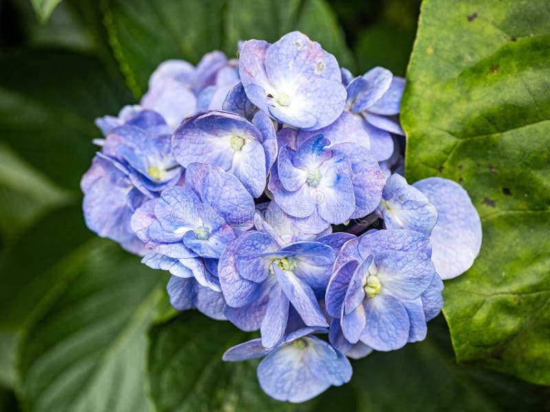 Small Cluster of Blue Hydrangeas Stock Photo - Image of fresh, garden ...
